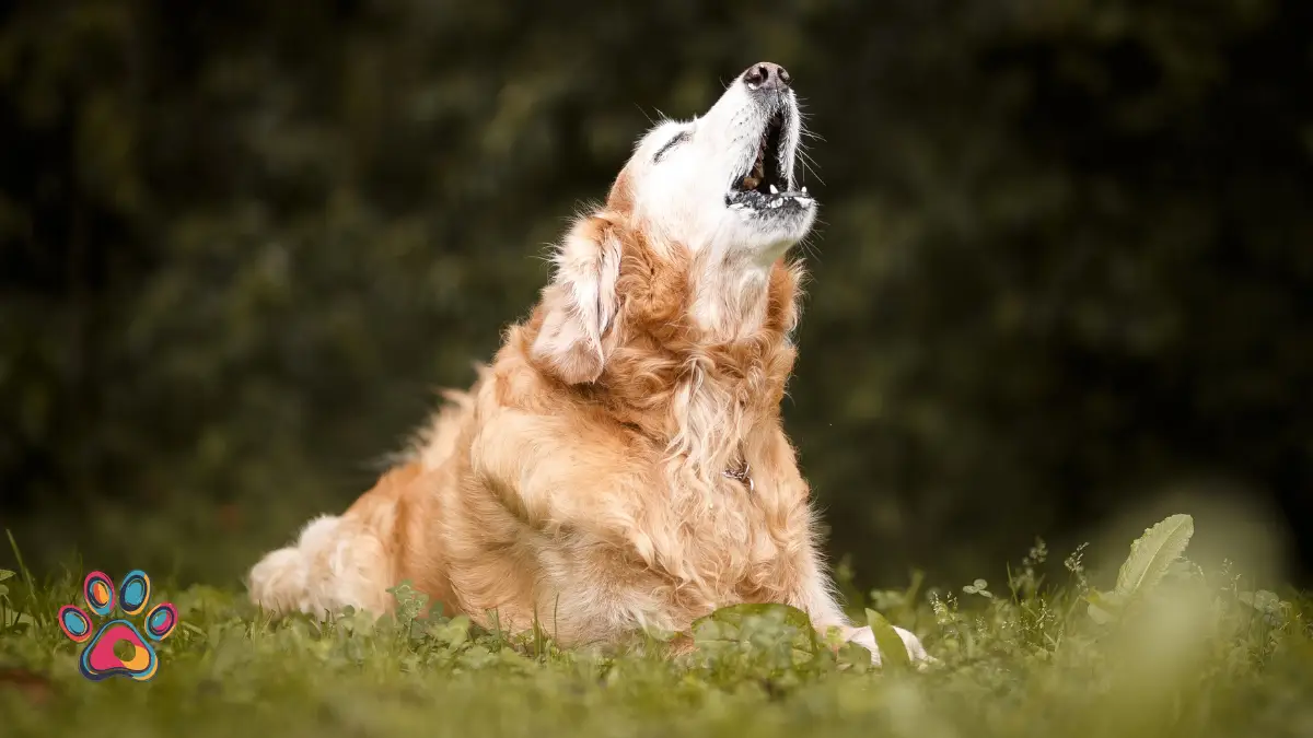 Why Do Dogs Howl? A Pet Parent's Guide to Canine Communication